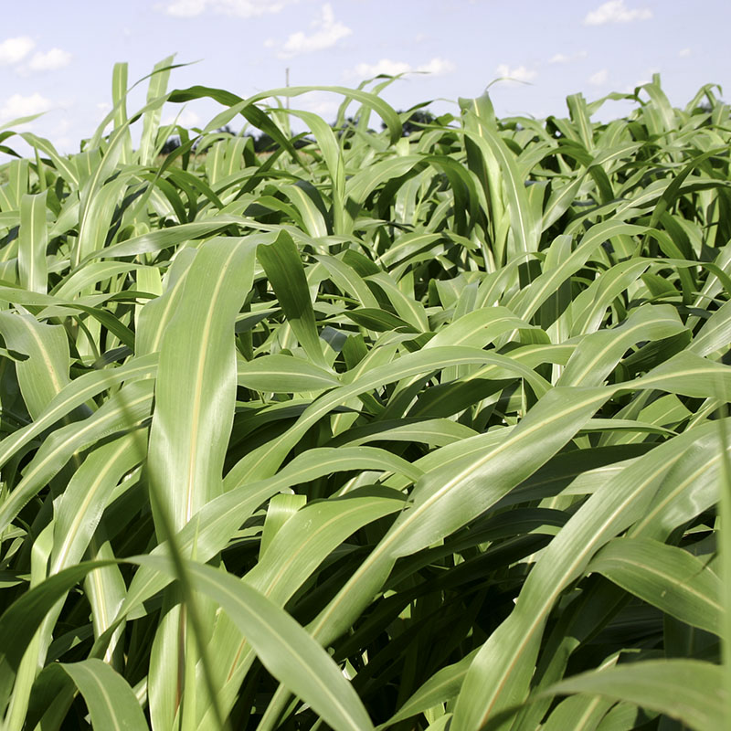 S 5501 PHOTOPERIOD SENSITIVE HYBRID SORGHUM SUDANGRASS